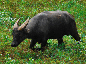 Endangered Animal in the Philippines Tamaraw 7 Inspiring Facts